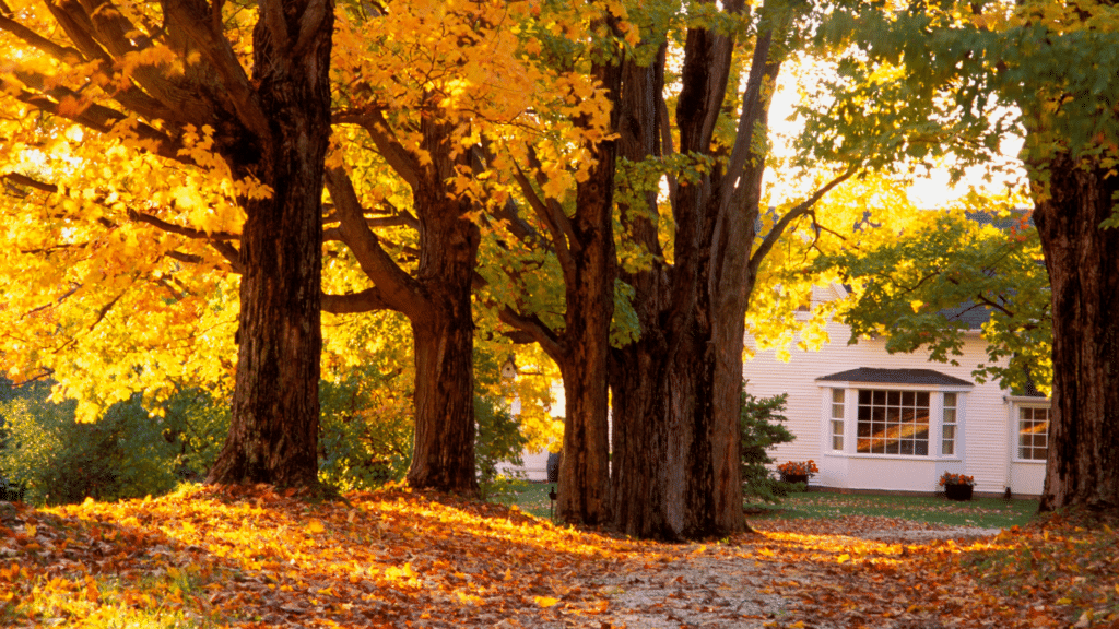 5 Essential HVAC Fall Maintenance Tips - Conditioned Air Solutions